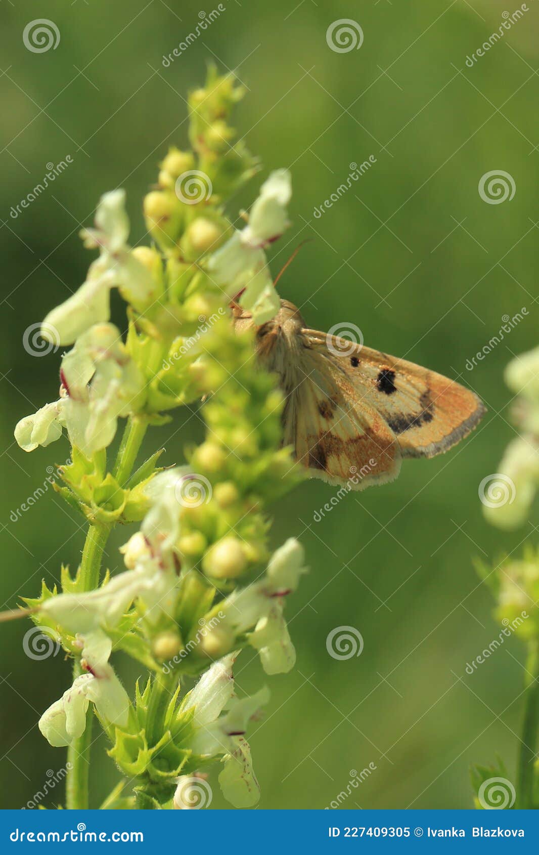 Marbled clover moth stock image. Image of plant, nature - 227409305