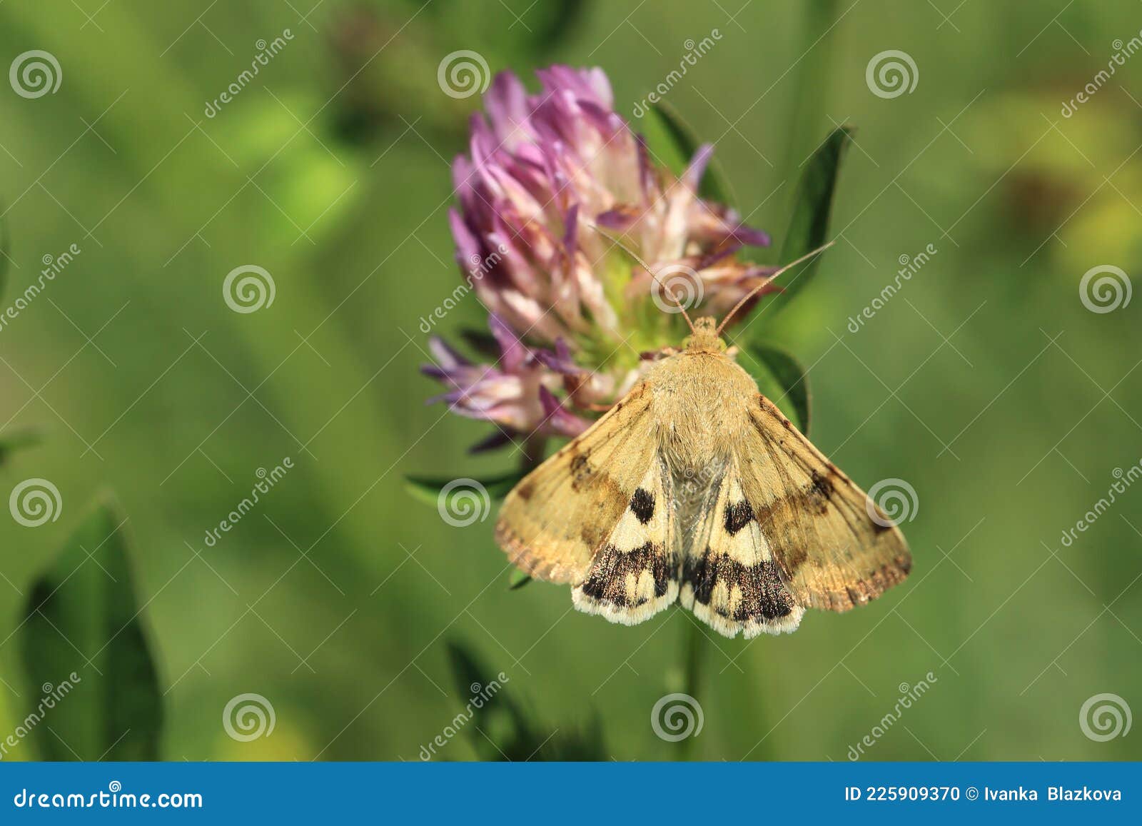 Marbled clover upperside stock photo. Image of clover - 225909370