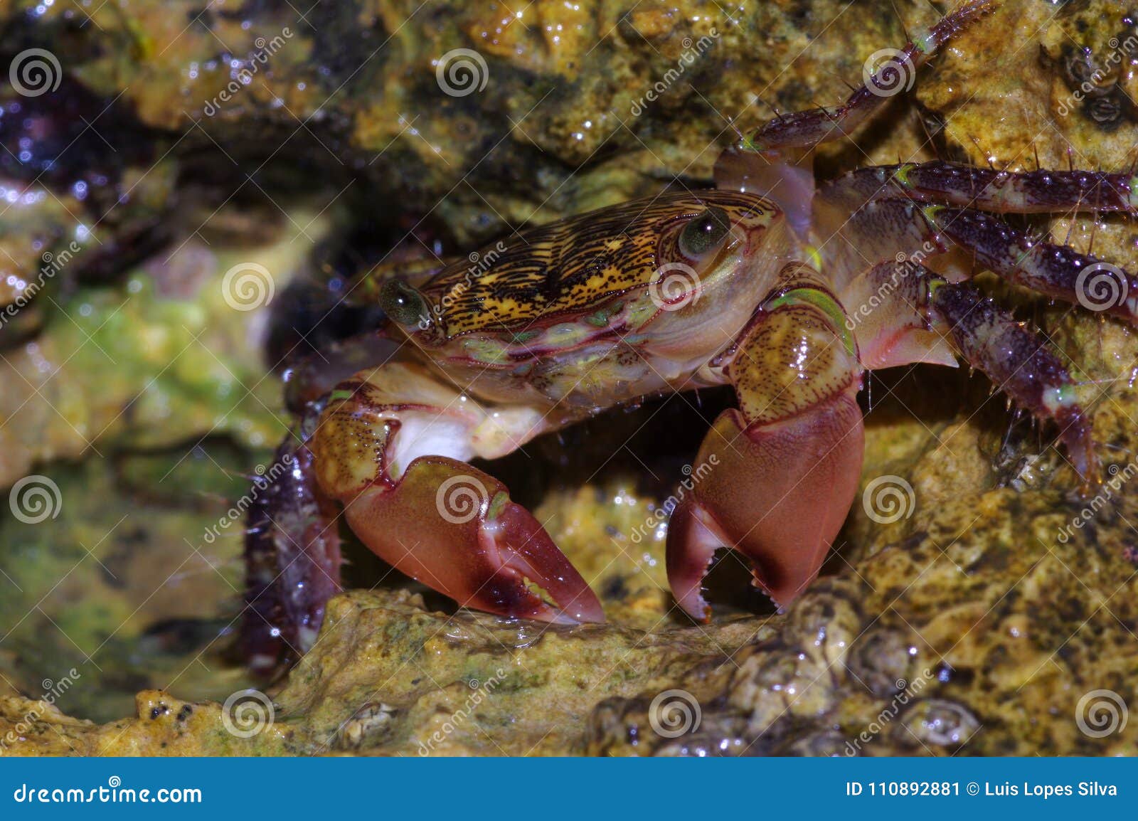 Marbled crab stock image. Image of shot, closeup, europe - 110892881