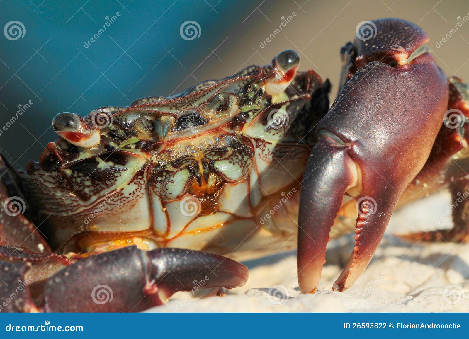 Marbled Crab Portrait / Pachygrapsus Marmoratus Stock Photo - Image of ...