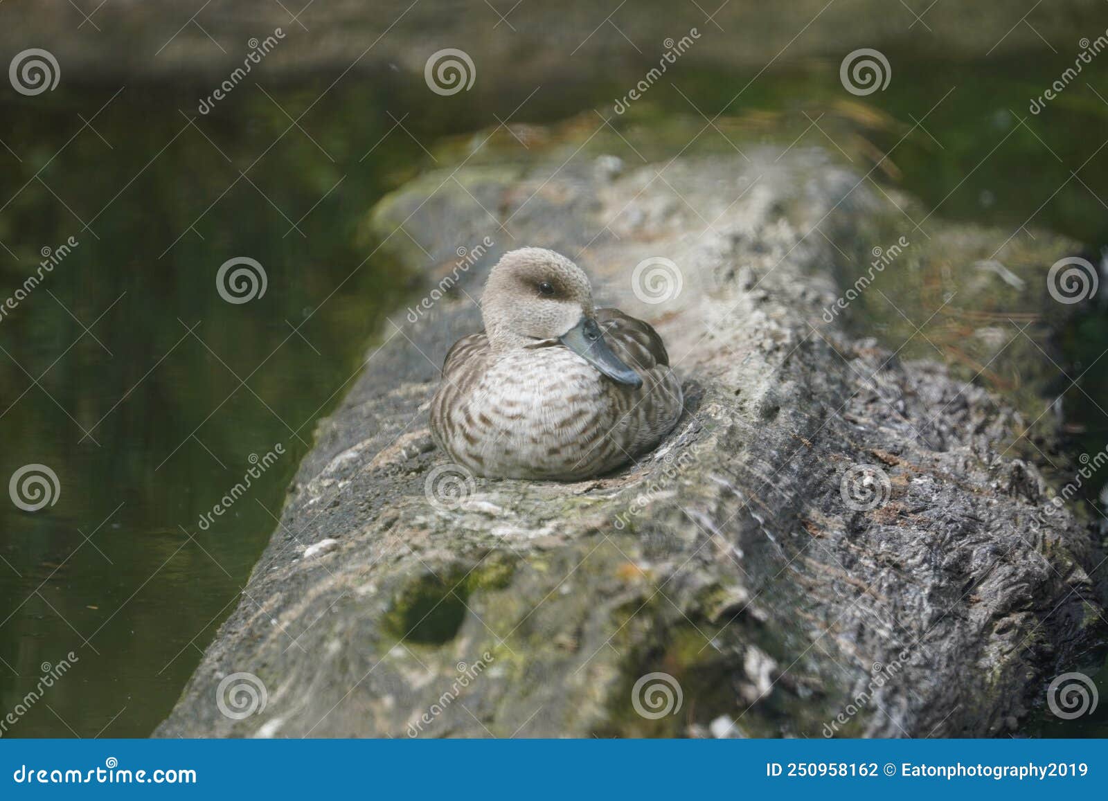 Marbled Duck Looking Out at the World Stock Photo - Image of duck ...
