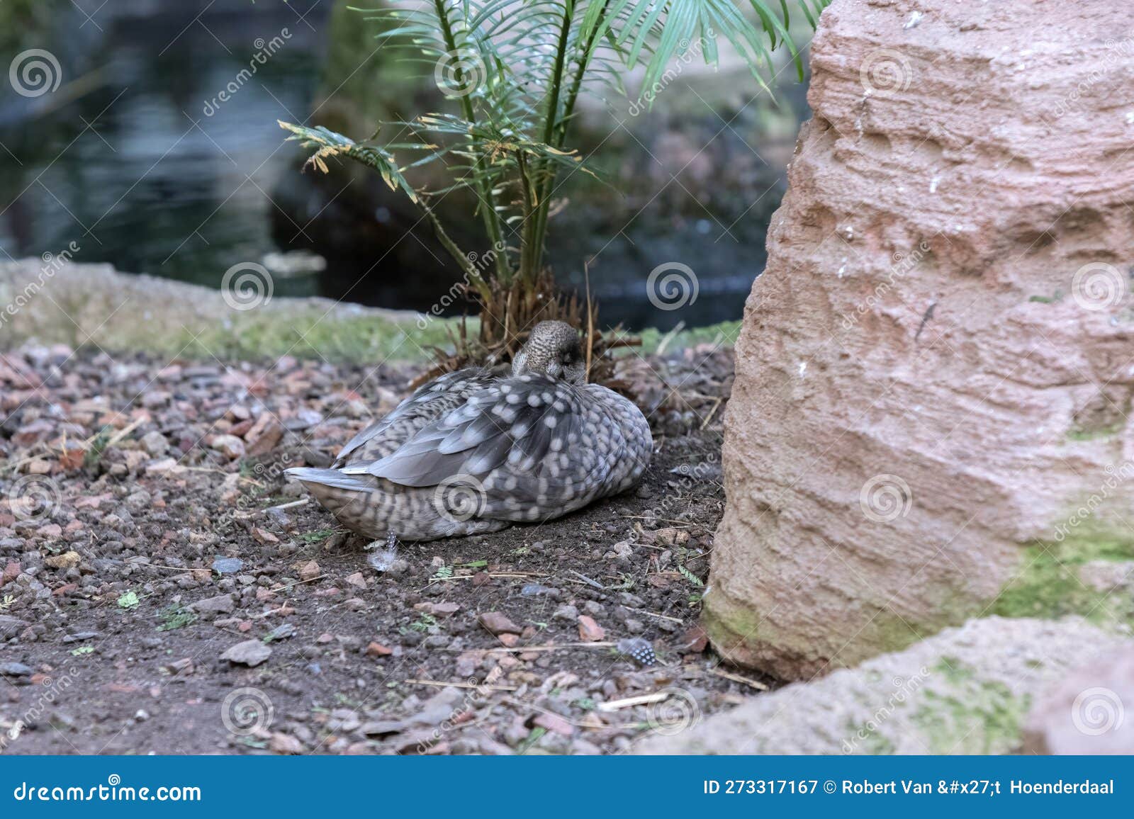 Marbled Duck Sleeping at Amsterdam the Netherlands 2-11-2022 Stock ...