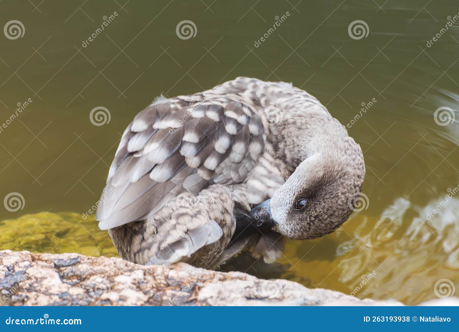 Marbled Duck, Marbled Teal, a Medium-sized Species of Duck Stock Photo ...