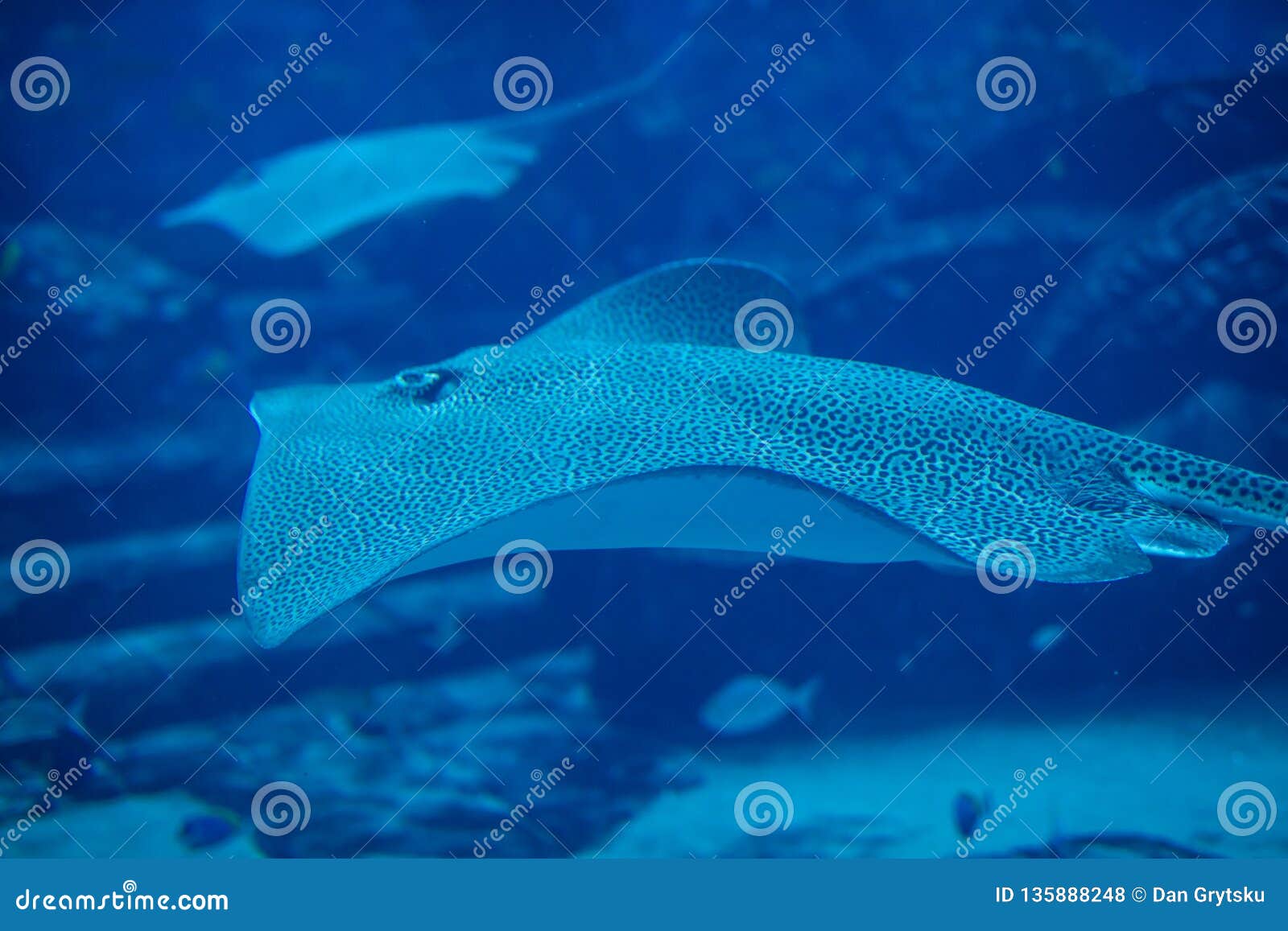 Marbled Electric Ray Underwater in the Oceanarium Stock Photo - Image ...