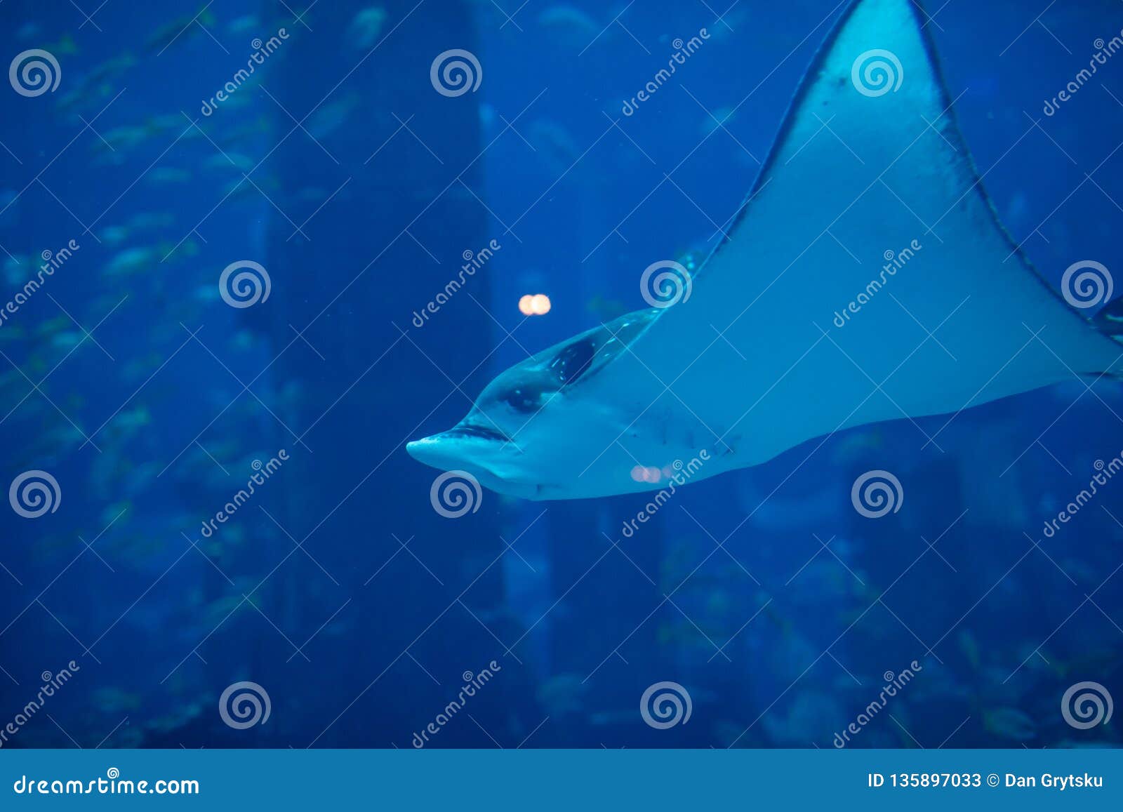 Marbled Electric Ray Underwater in the Oceanarium Stock Image - Image ...