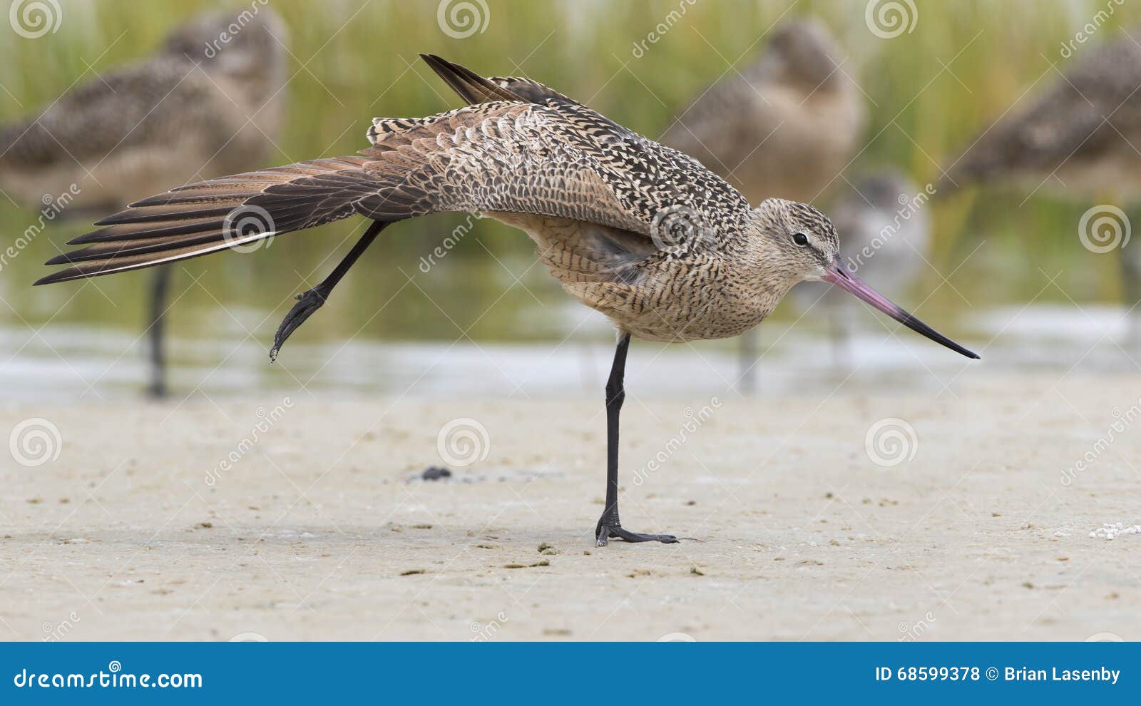 Marbled Godwit Stretching a Wing and Leg - Florida Stock Photo - Image ...