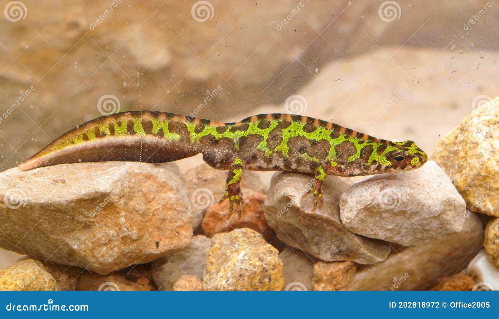 Marbled Newt, Triturus Marmoratus Stock Photo - Image of endangered ...