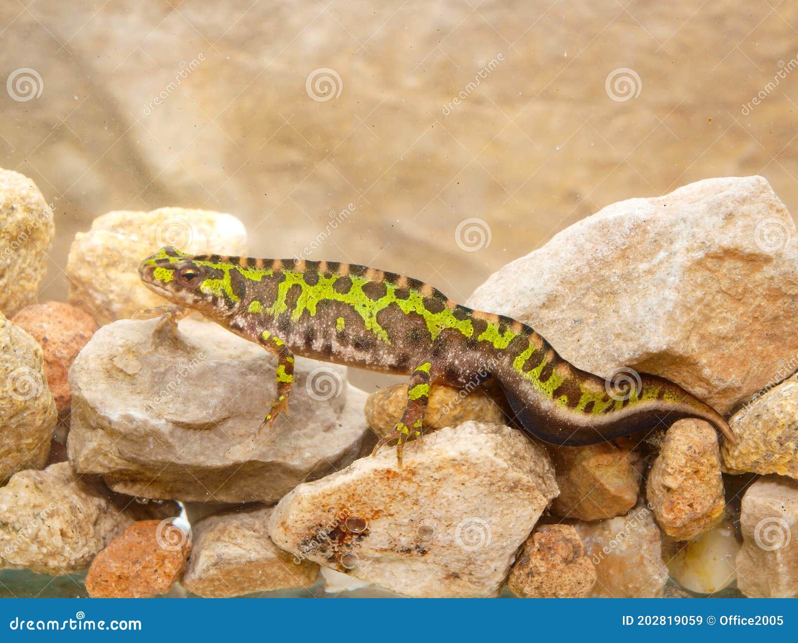 Marbled Newt, Triturus Marmoratus Stock Image - Image of marlbed ...