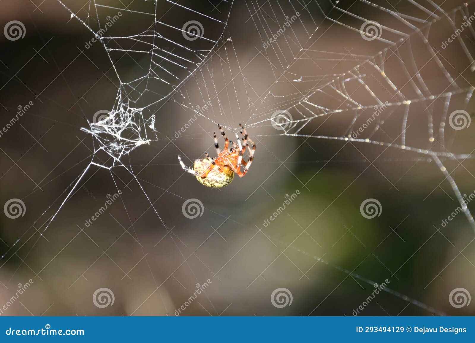 Marbled Orbweaver Spider in an Intricate Web Stock Image - Image of ...