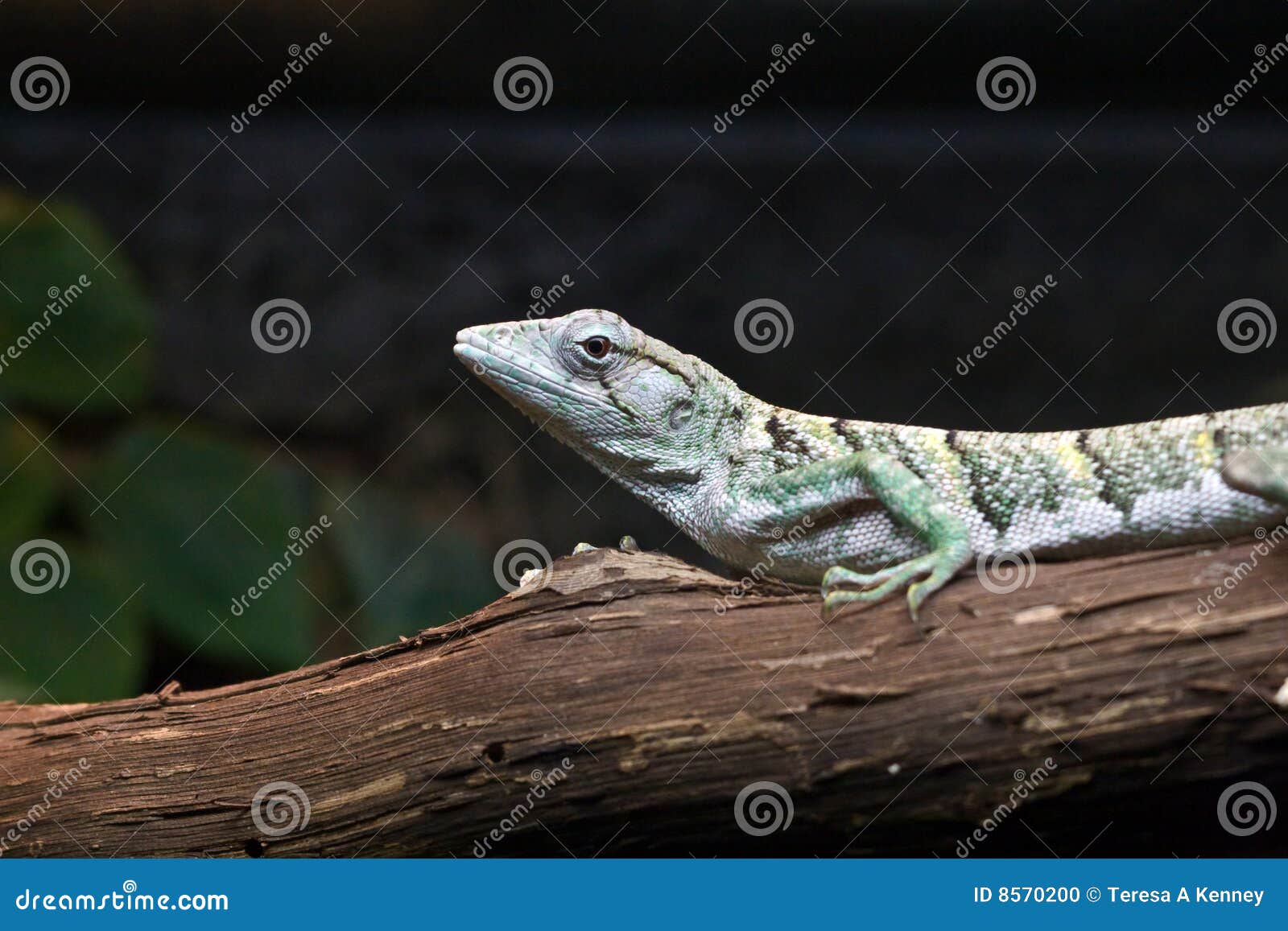 Marbled Prehensile-Tailed Lizard Stock Photo - Image of captivity ...