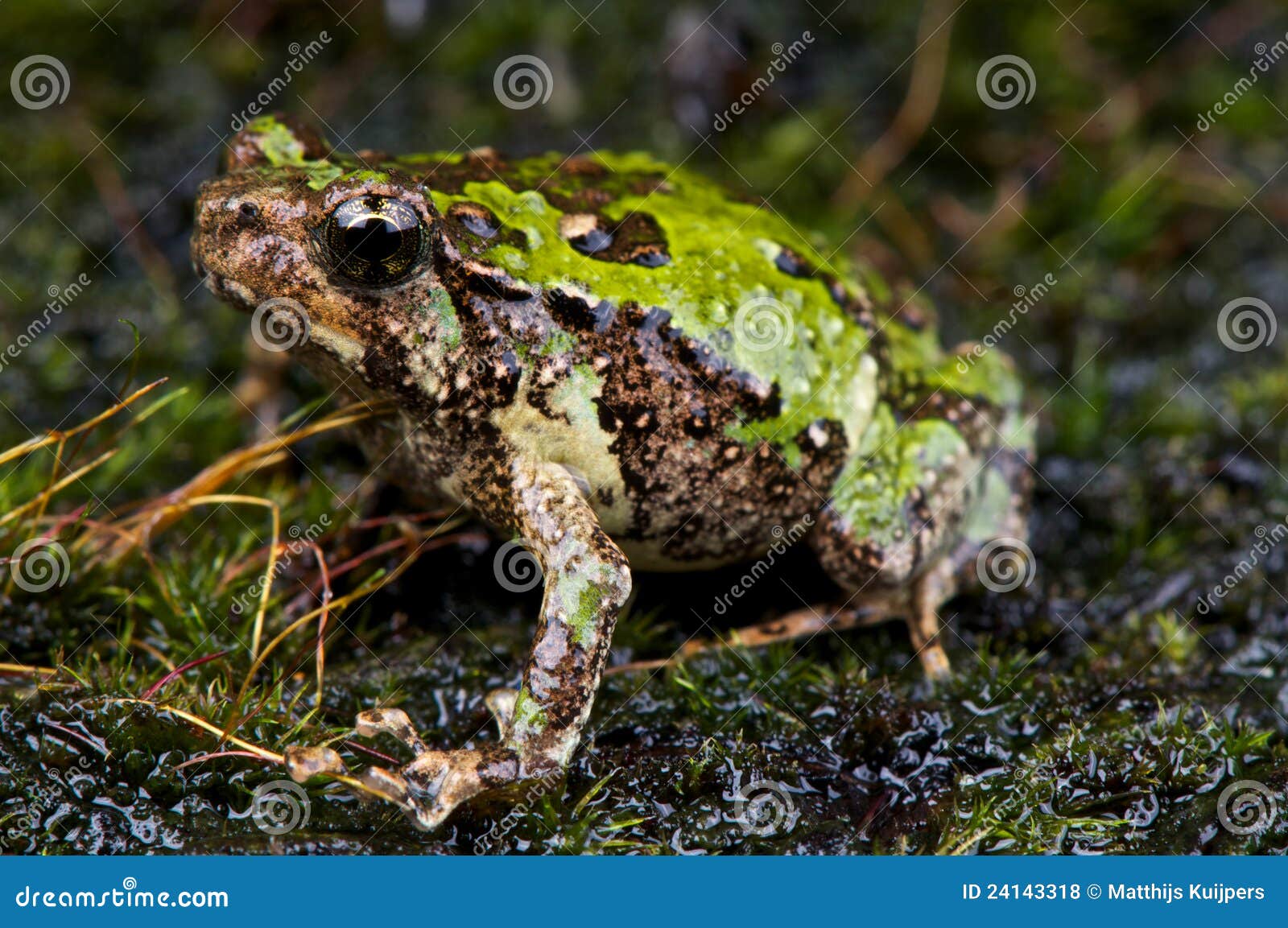 Marbled rain frog stock photo. Image of camouflaged, endemic - 24143318