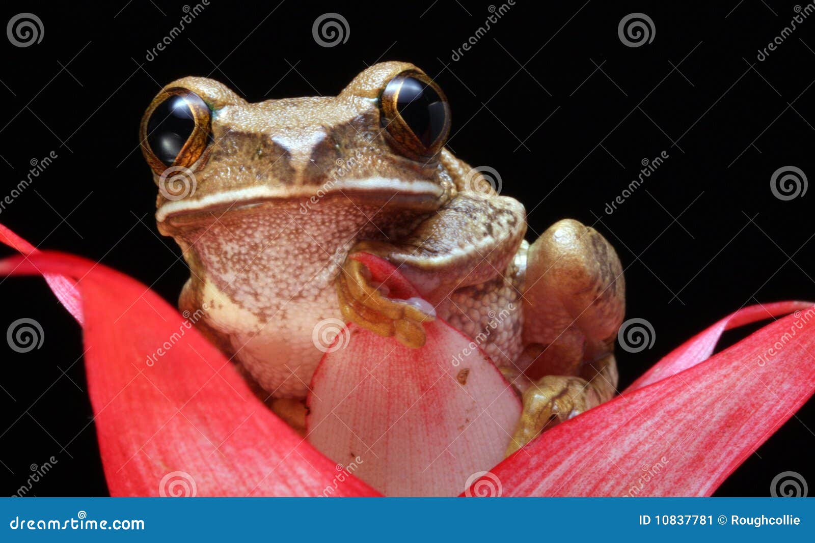 Marbled Reed Frog Picture. Image: 10837781