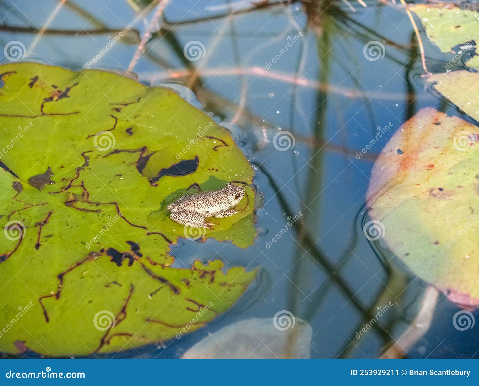Marbled Reed Frog in Botswana Stock Image - Image of marsh, marmoratus ...
