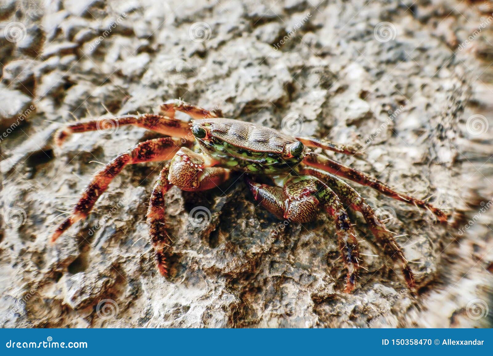 Marbled Rock Crab Pachygrapsus Marmoratus Closeup Crab Stock Photo ...