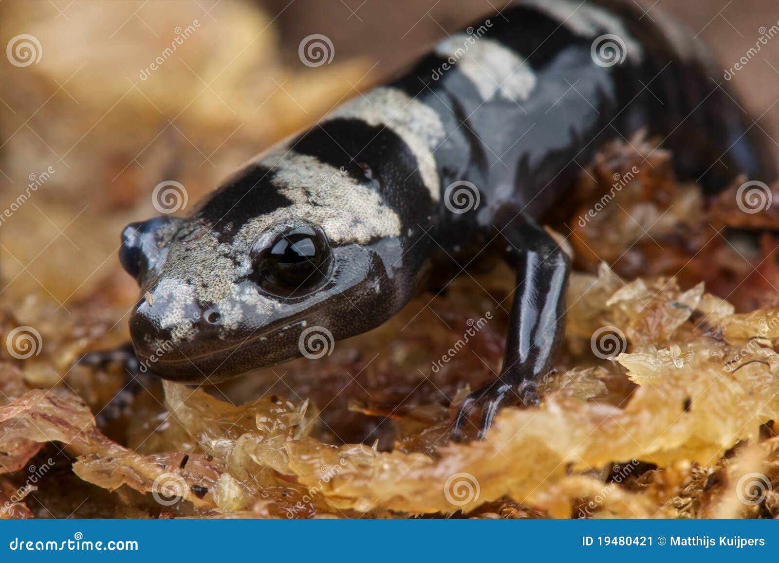 Marbled salamander stock image. Image of silver, north - 19480421
