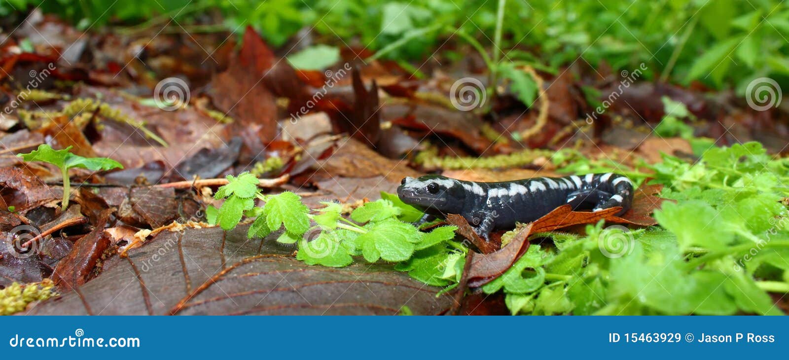 Alabama Marbled Salamanders - Ambystoma Opacum Stock Photography ...