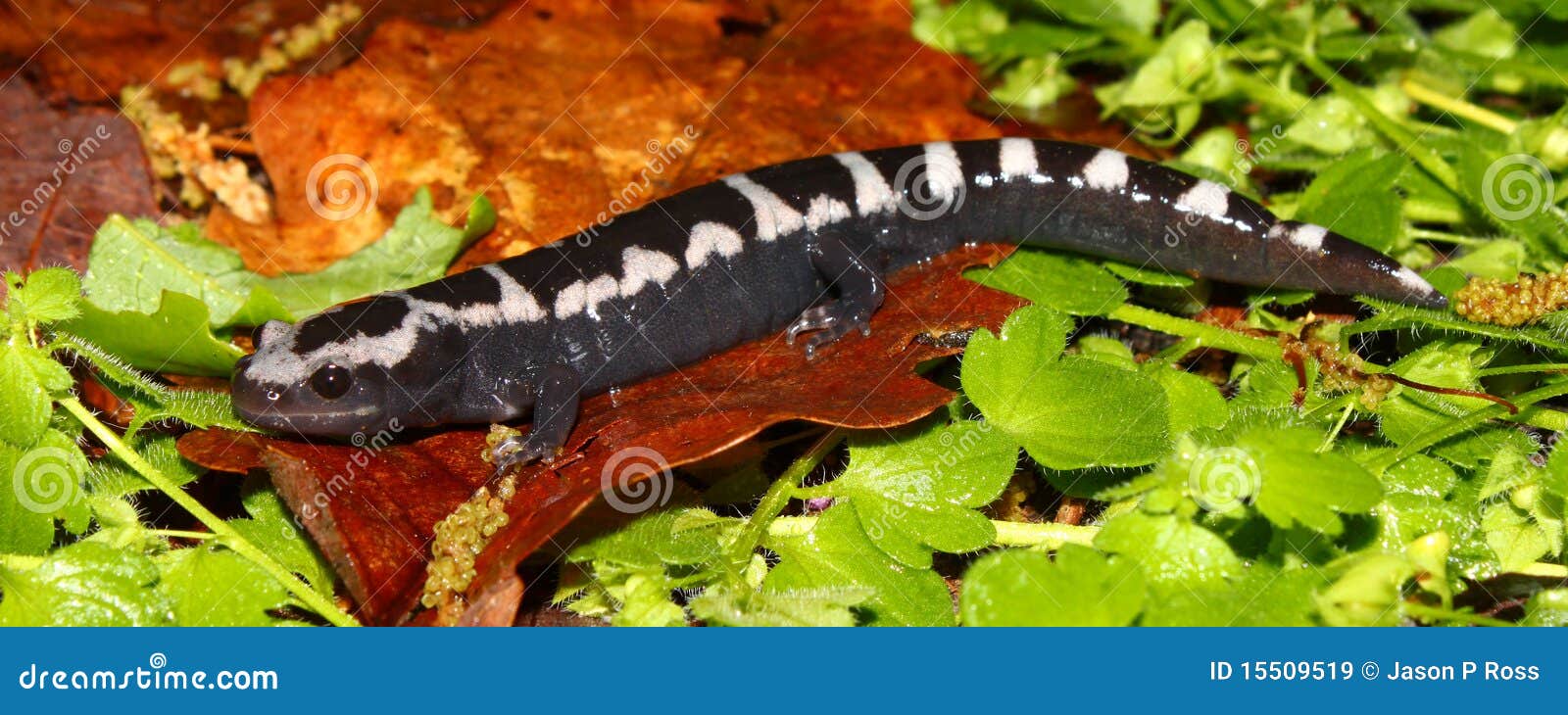 Alabama Marbled Salamanders - Ambystoma Opacum Stock Photography ...