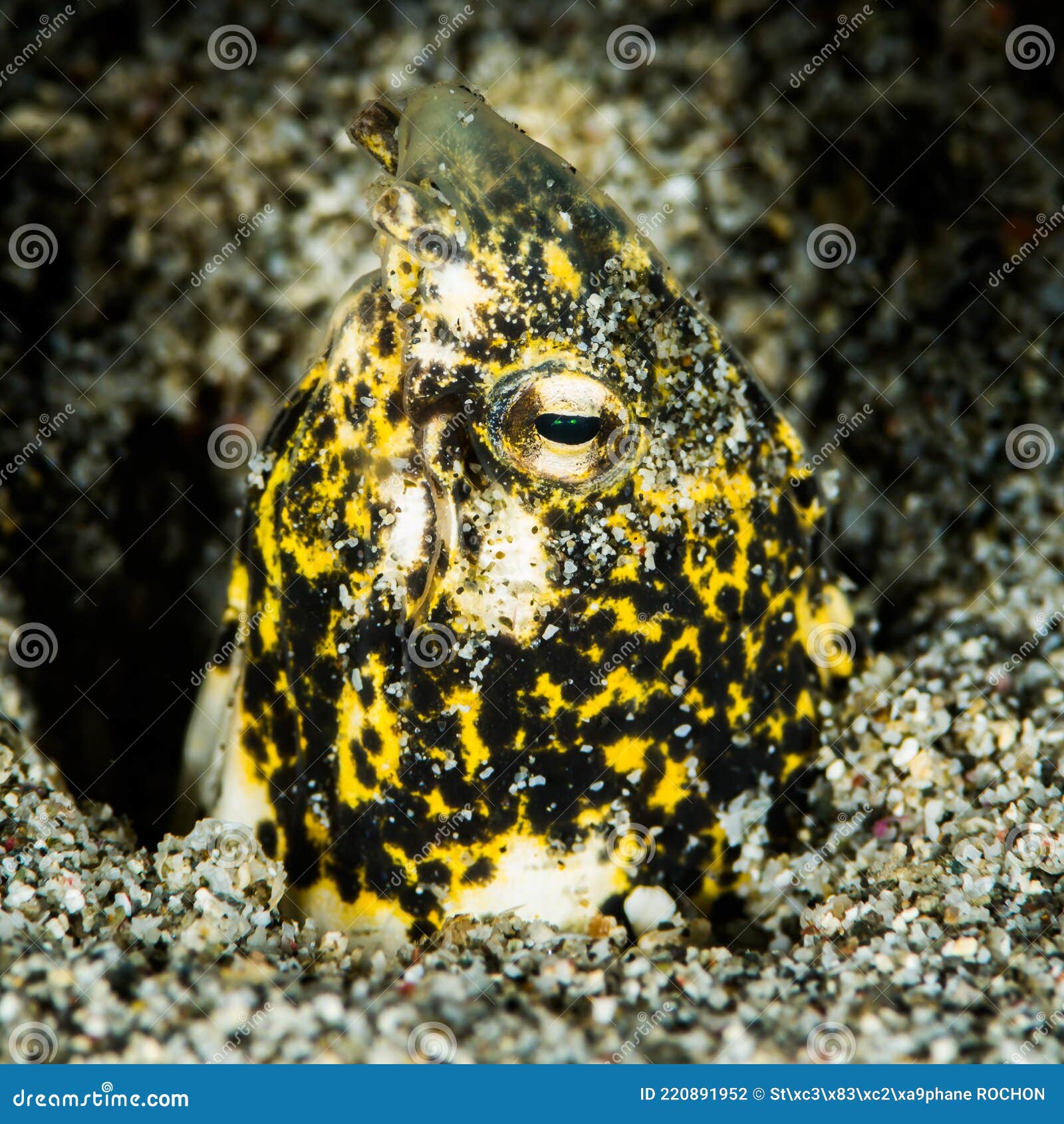 Marbled Snake Eel Stock Photography | CartoonDealer.com #220891952