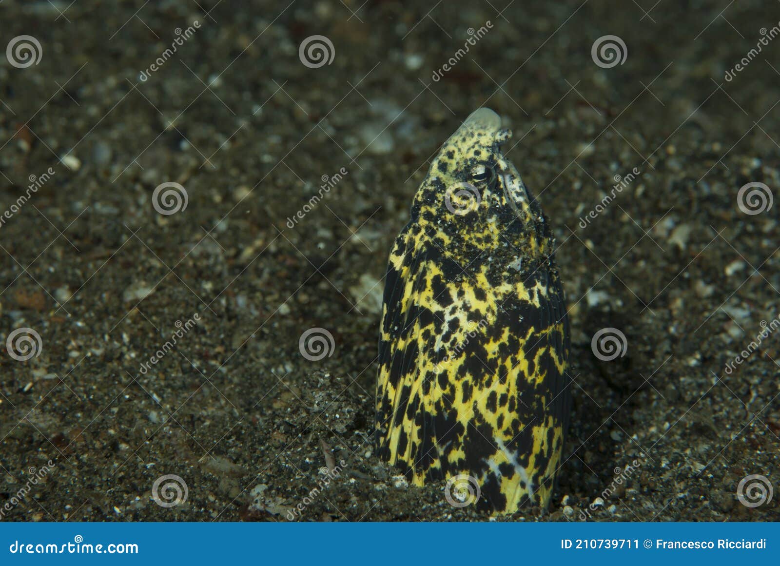 Marbled Snake Eel Callechelys Marmorata Stock Photo | CartoonDealer.com ...