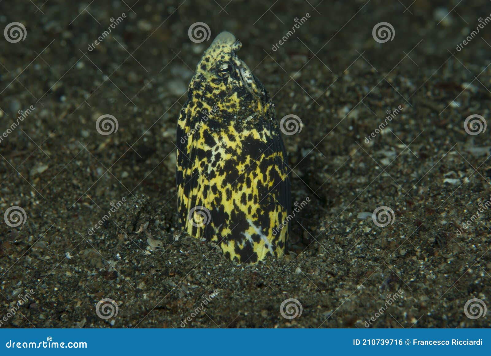 Marbled Snake Eel Callechelys Marmorata Stock Photos - Free & Royalty ...