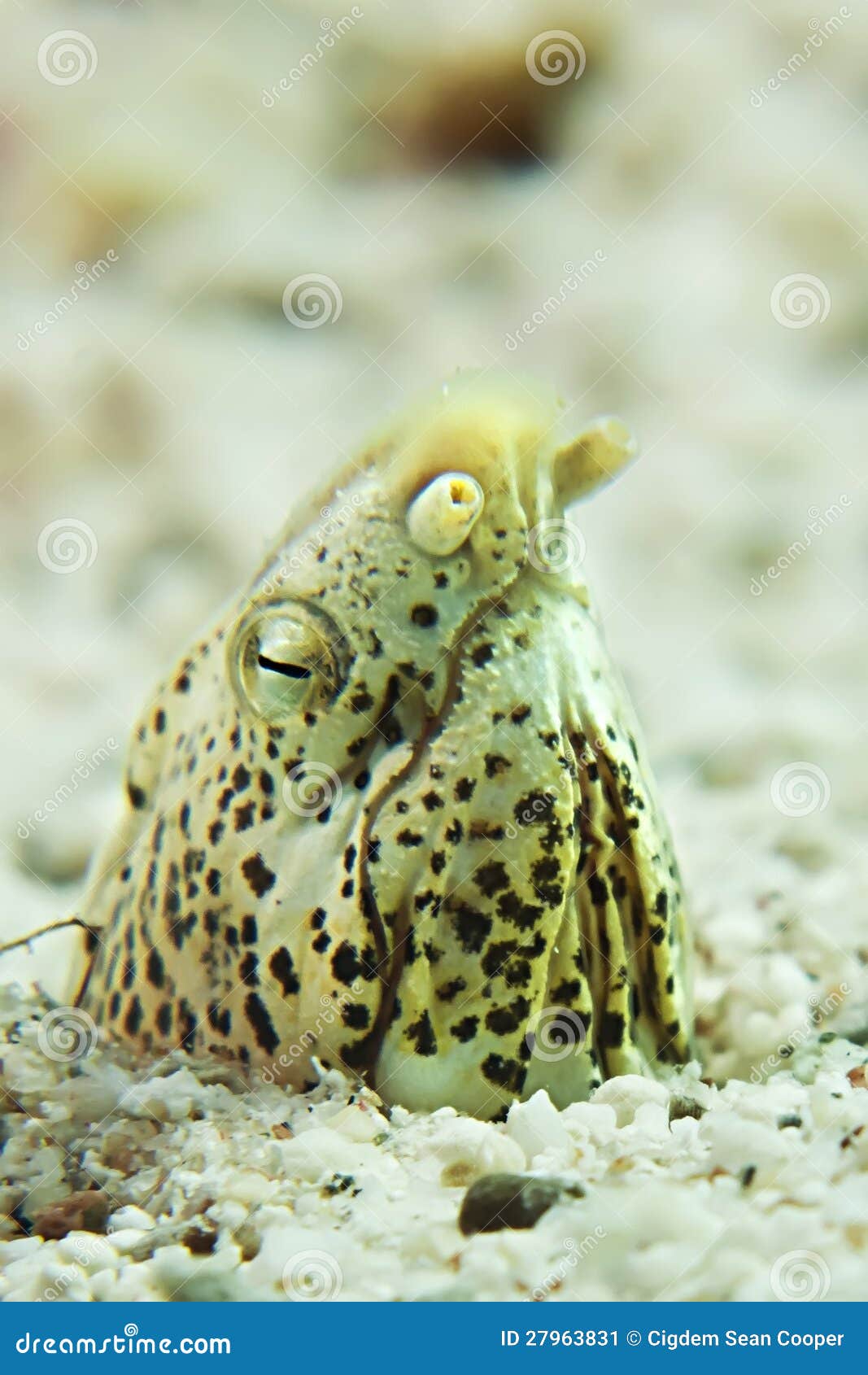 Marbled Snake Eel - Callechelys Marmorata Stock Image - Image of ...