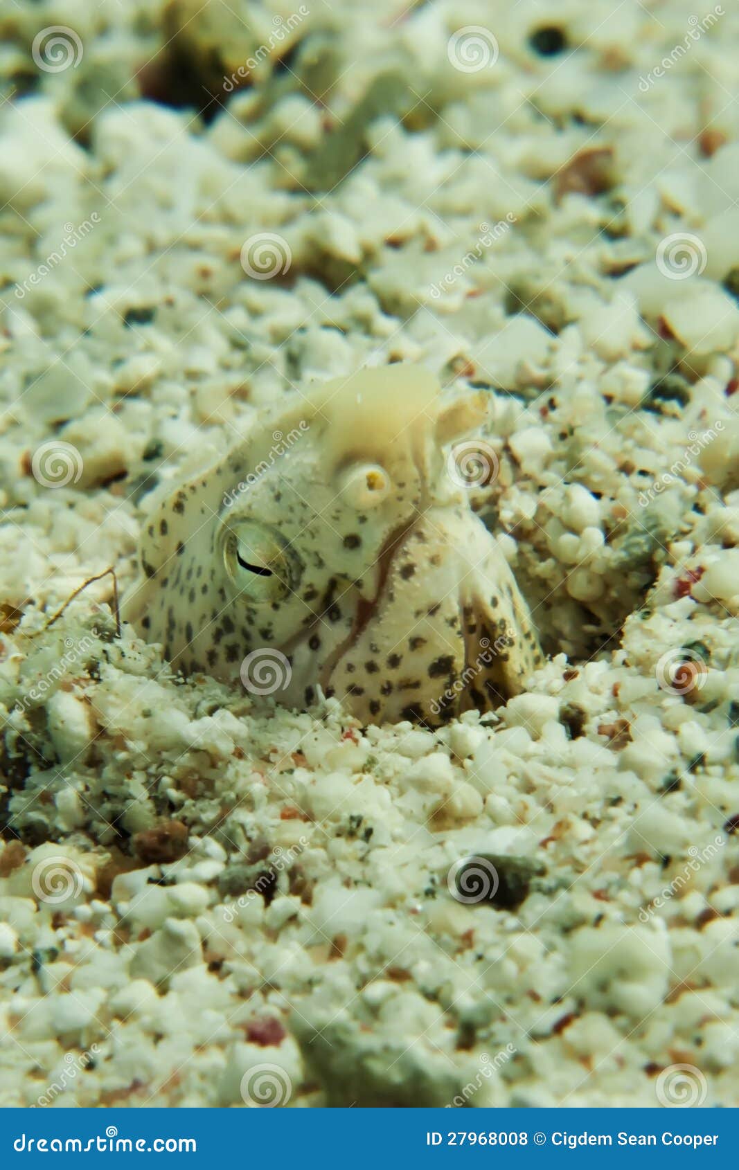 Marbled Snake Eel - Callechelys Marmorata Stock Photo - Image of moray ...