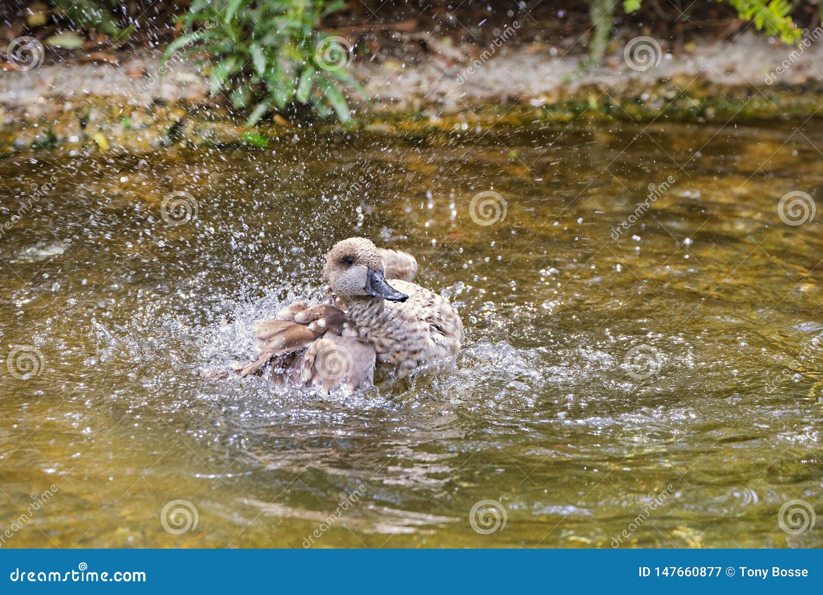 Marbled Teal Duck Bathing stock image. Image of teal - 147660877