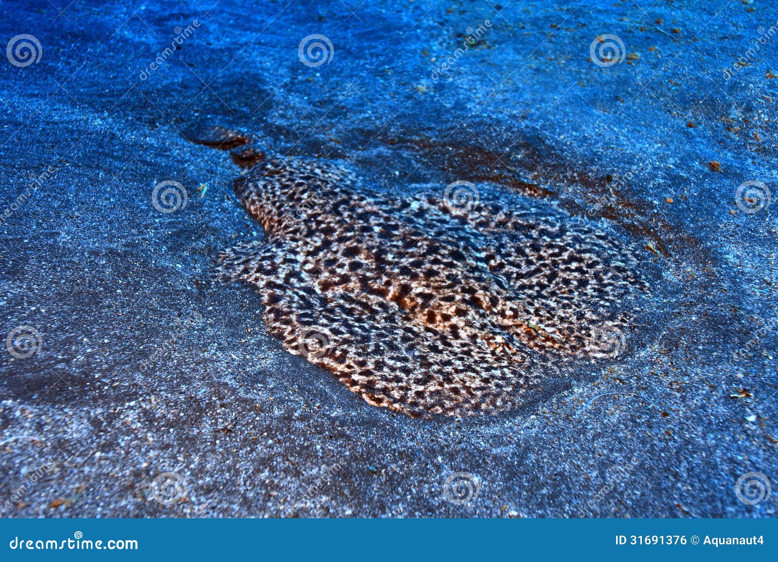 Marbled torpedo ray stock photo. Image of life, gran - 31691376