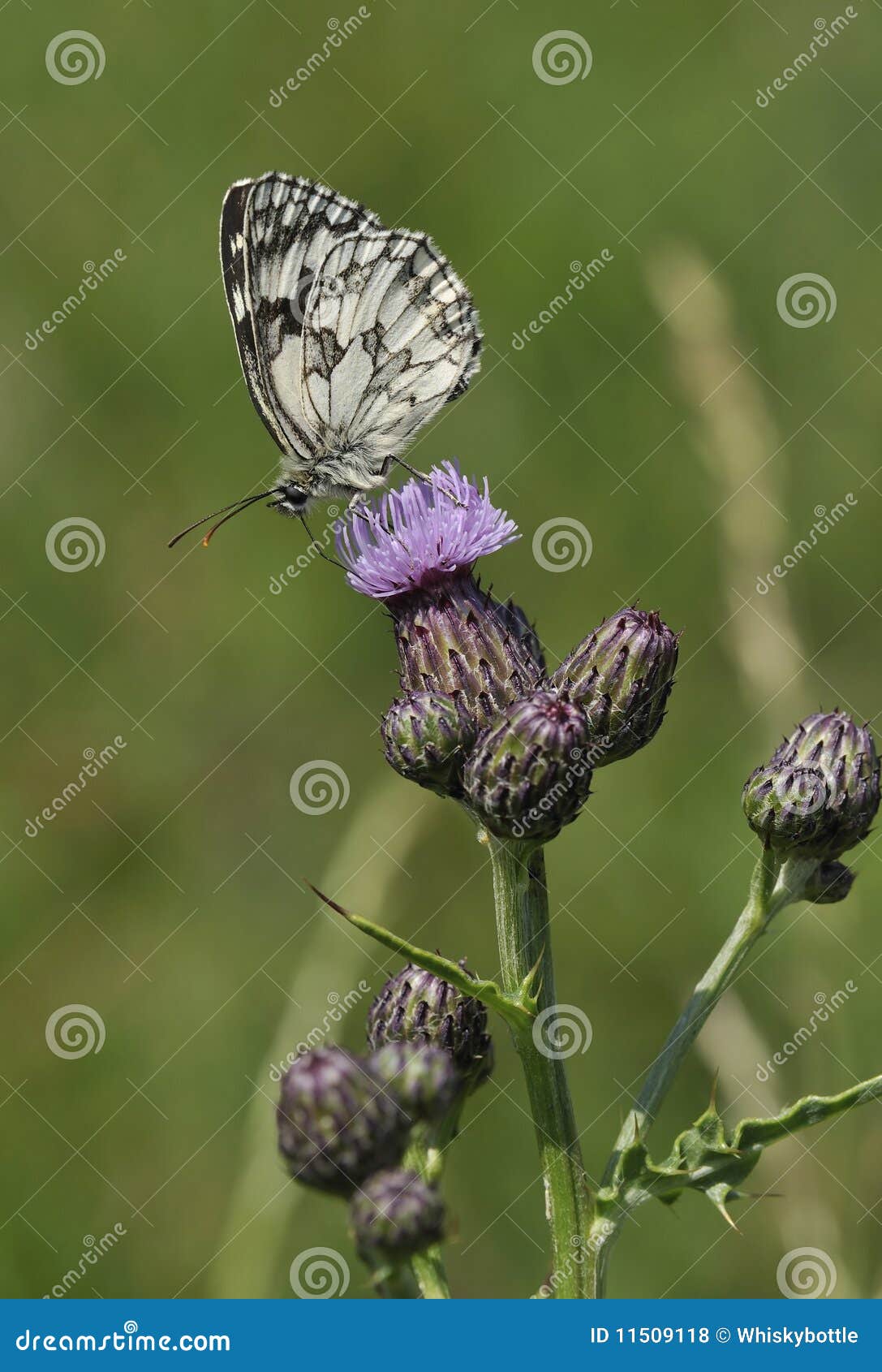 Marbled White Butterfly stock photo. Image of gloucestershire - 11509118