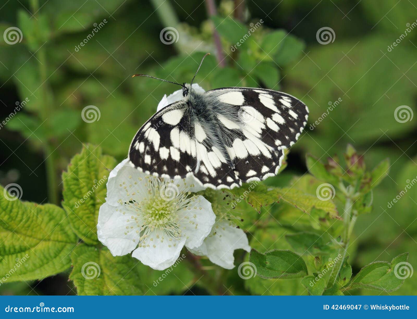 Marbled White Butterfly stock image. Image of britain - 42469047