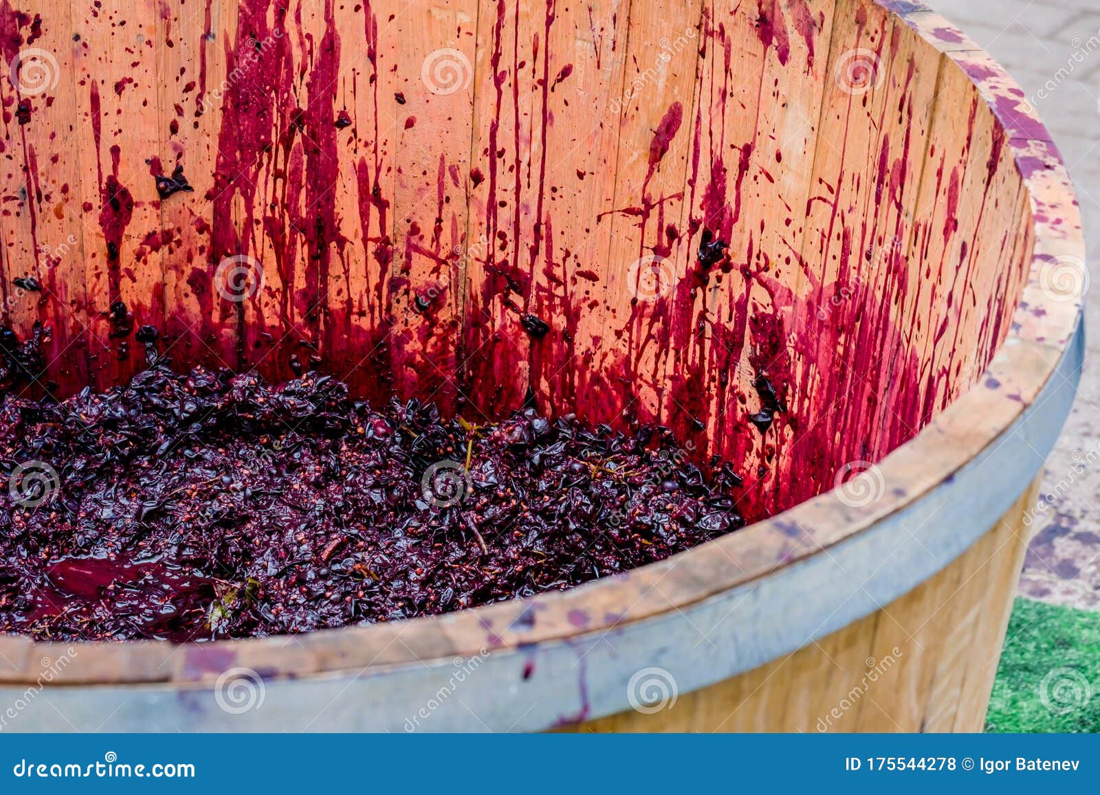 Marc grapes in a barrel. stock photo. Image of grappa - 175544278