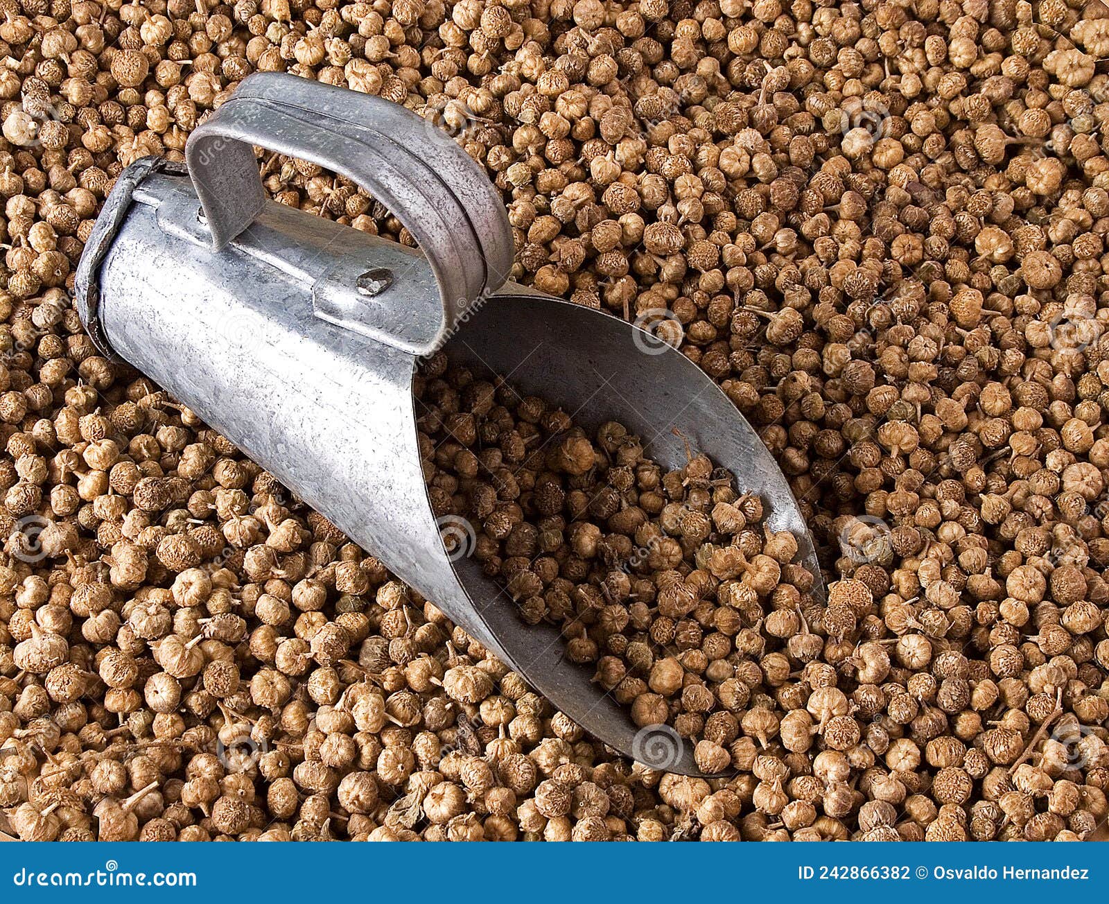 Seeds of the Marcela Plant Belonging To the Brazilian Flora. Stock ...