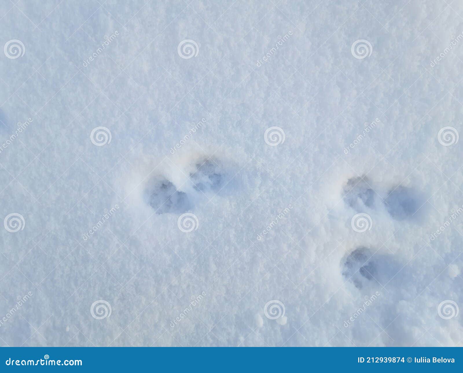 March Cats. Cat Footprints in the Snow Stock Photo - Image of slush ...