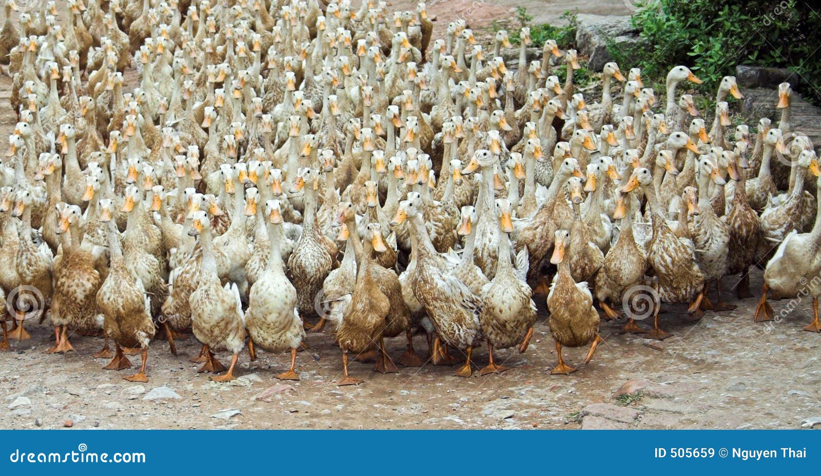 March Of The Ducks Picture. Image: 505659