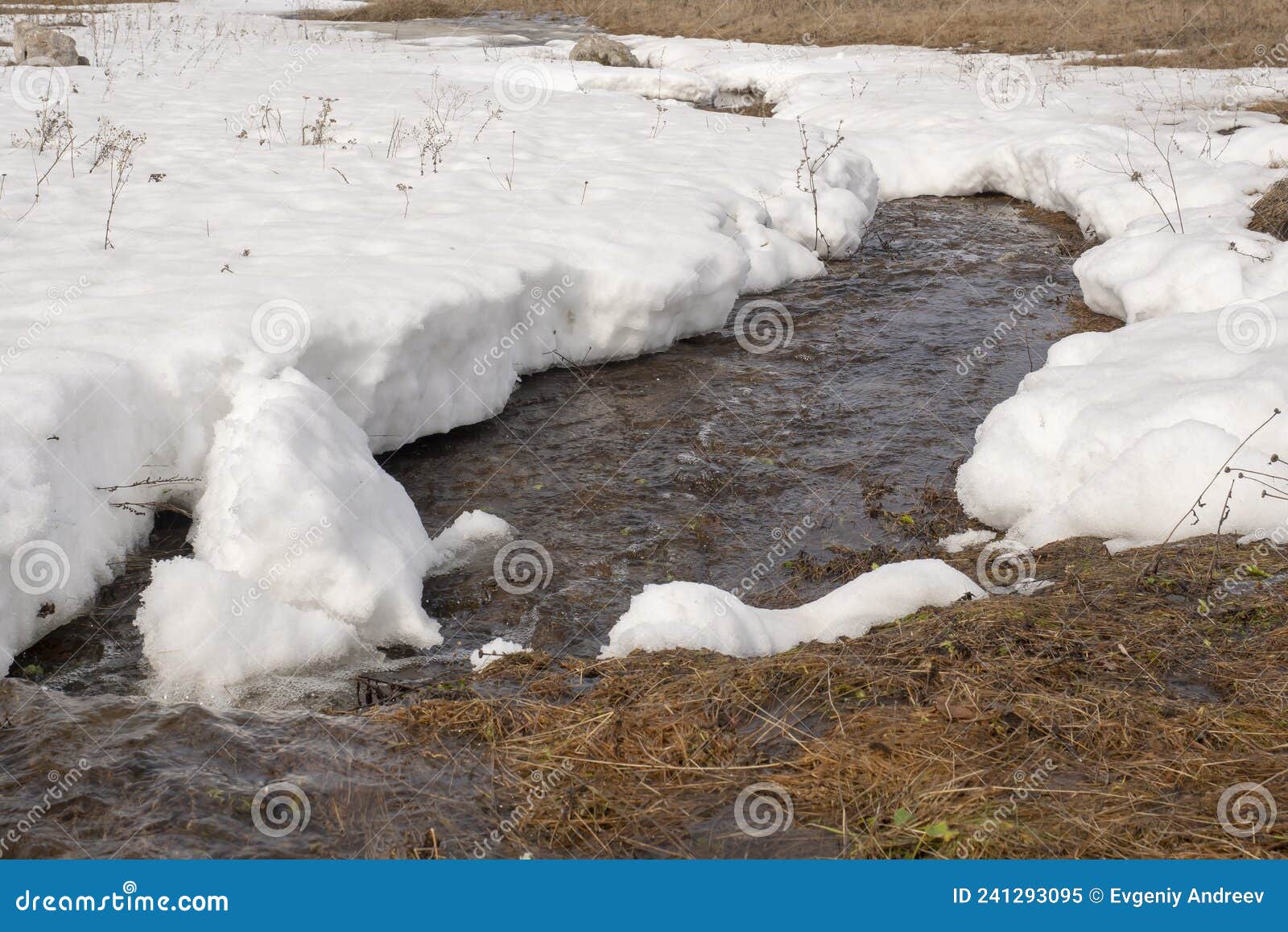 March. Early Spring, Melting Snow on a Meadow and a Stream of Melt ...