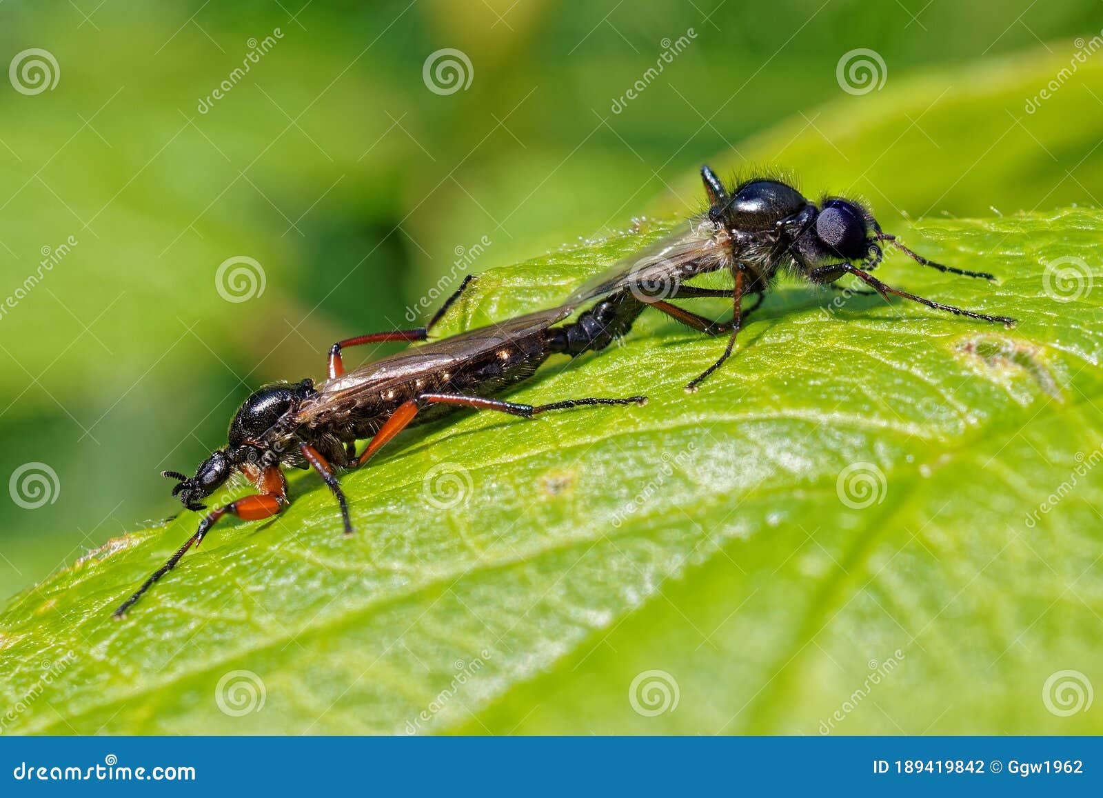 March Flies Bibio Hortulanus And Lovebugs On Sugar Beet Plant. Larvae ...