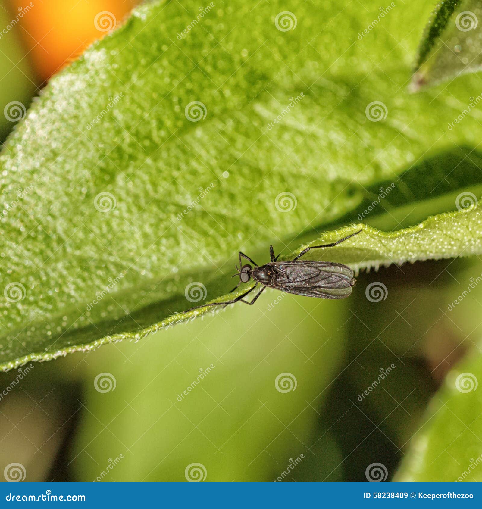 March Fly on a Leaf stock image. Image of arthropoda - 58238409