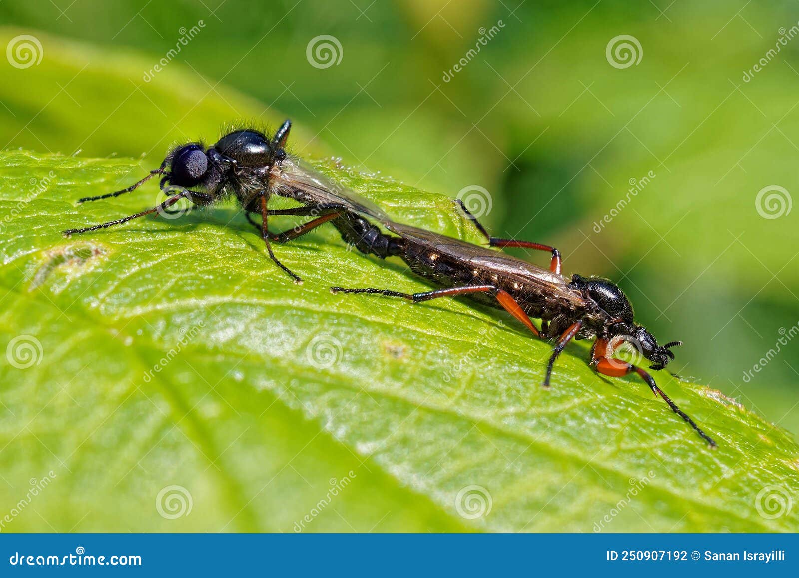 March fly mating stock photo. Image of insect, reproduction - 250907192