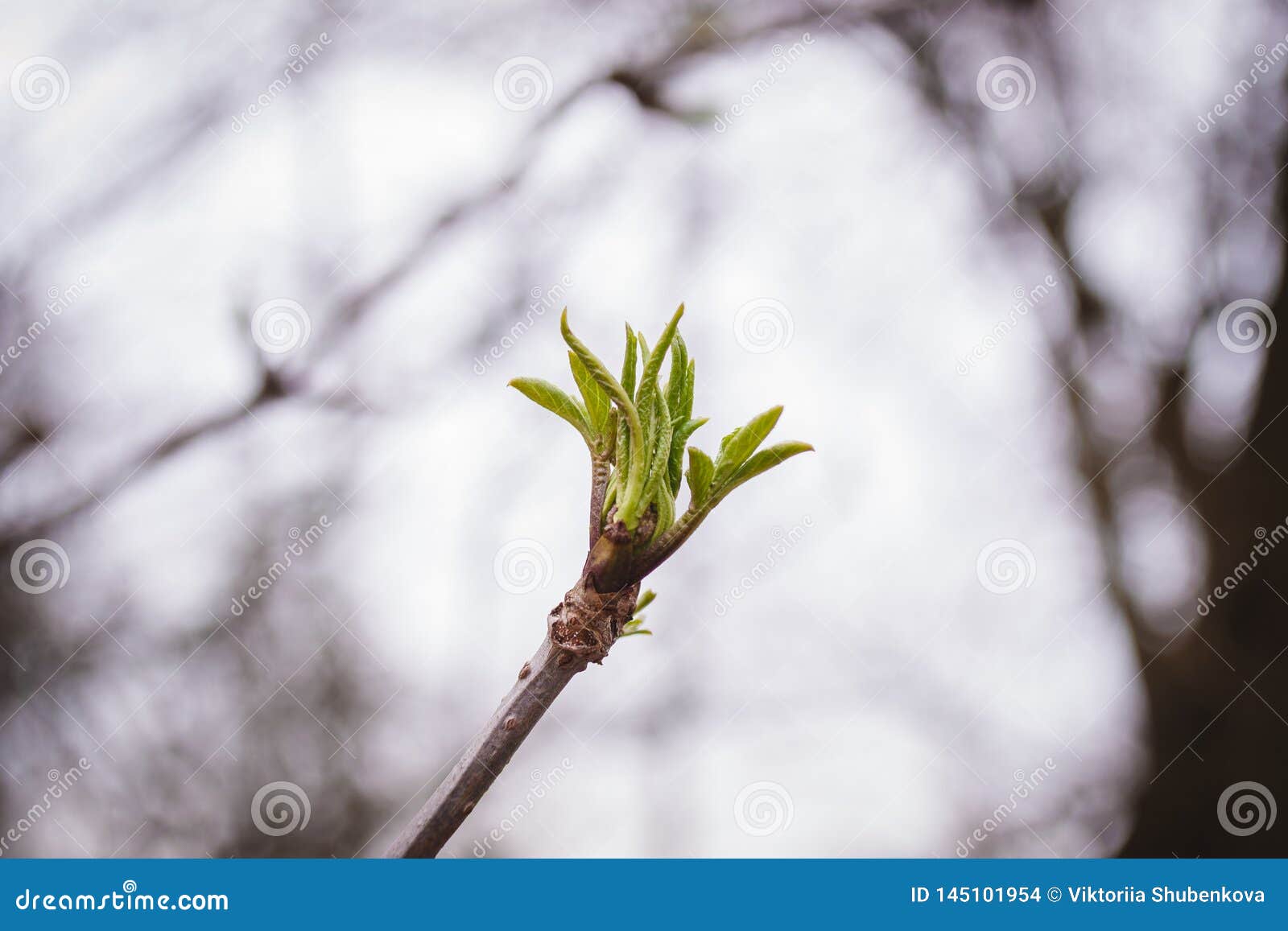 March Forest, First Leaves on the Tree and Silver Sky Stock Photo ...