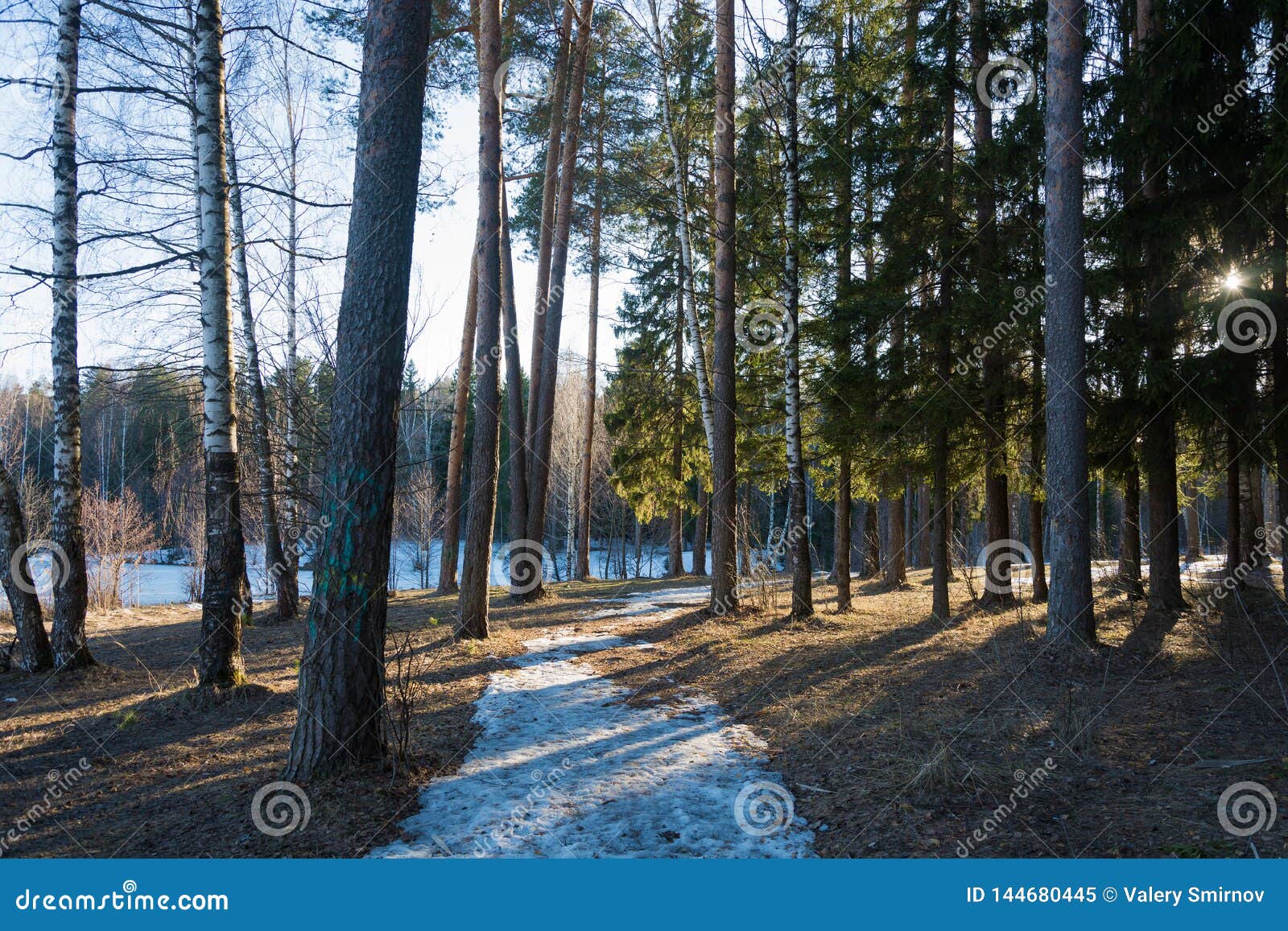 March Forest with a Snow Path in the Bright Rays of the Sun Stock Image ...