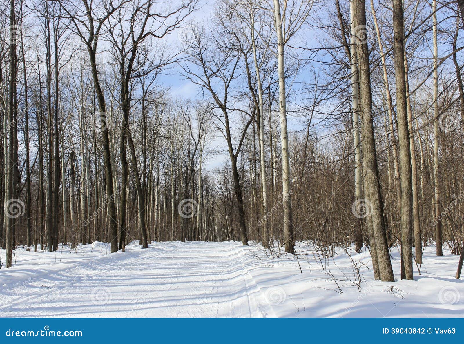 March forest stock photo. Image of shrub, spring, branch - 39040842