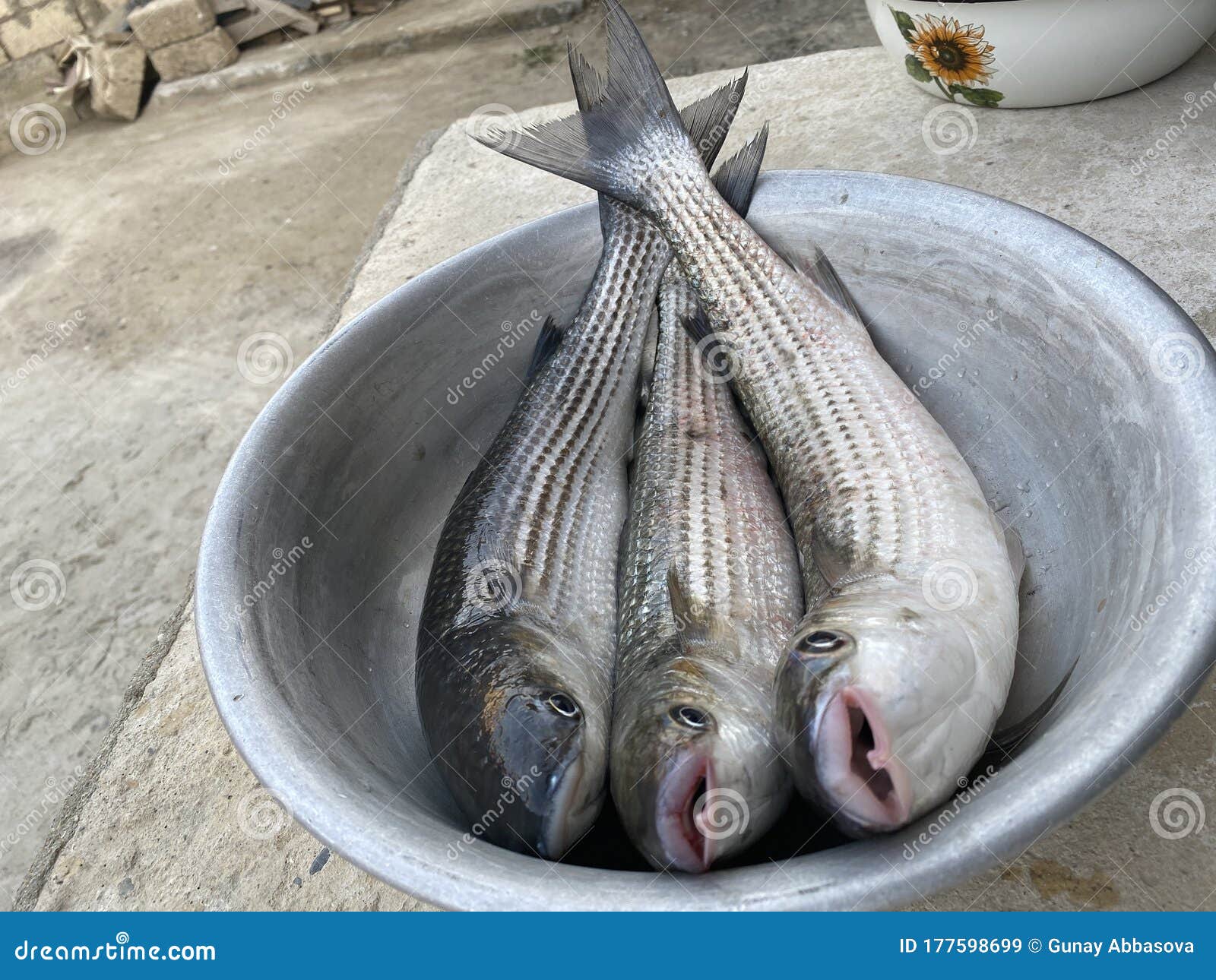 Fresh Mullet Fish for Cooking Stock Image - Image of angler, bhfyp ...