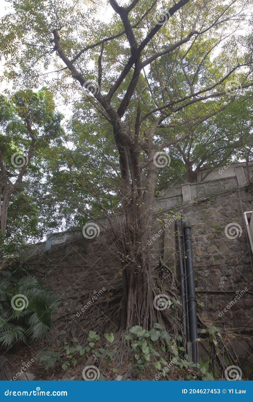 19 March 2006 Hong Kong, Large Banyan Tree Growing a Wall Stock Image ...