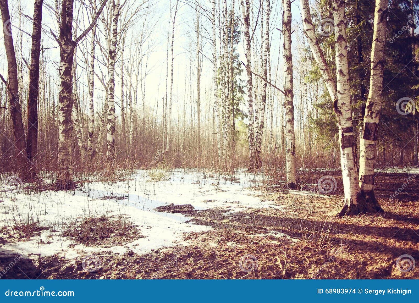 March Landscape Birch Forest Stock Photo - Image of outdoors, landscape ...
