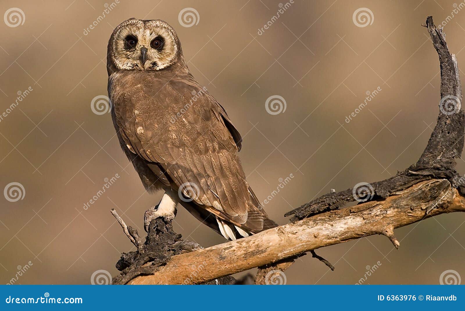 March Owl on pirtch stock photo. Image of colors, reserves - 6363976
