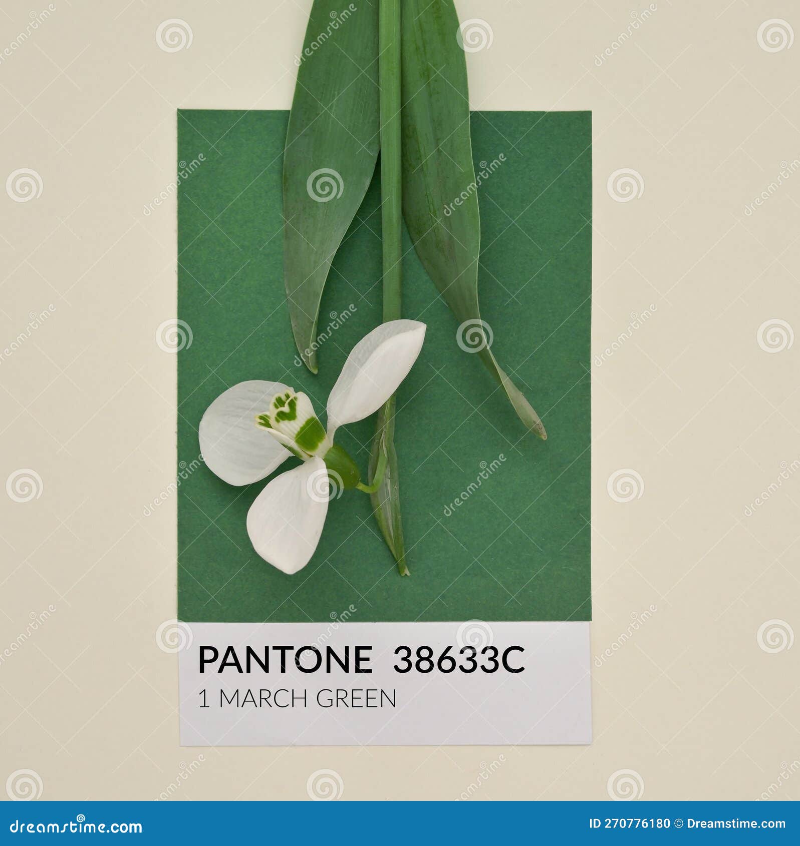 1 March Pantone Green Cardboard with Snowdrop Stock Photo - Image of ...