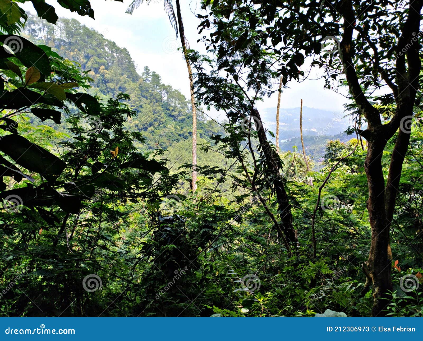 March 04: in a Shady Forest Stock Image - Image of green, explore ...