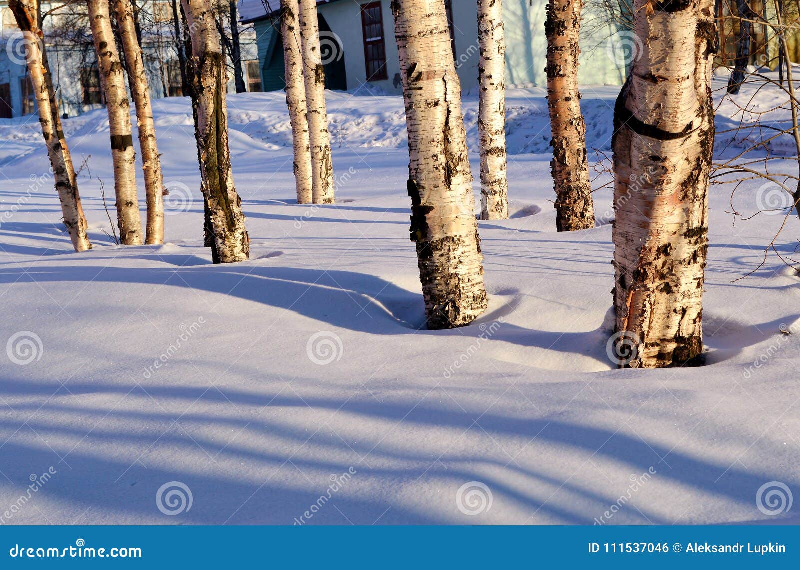 March sun and snow. stock photo. Image of nature, spring - 111537046