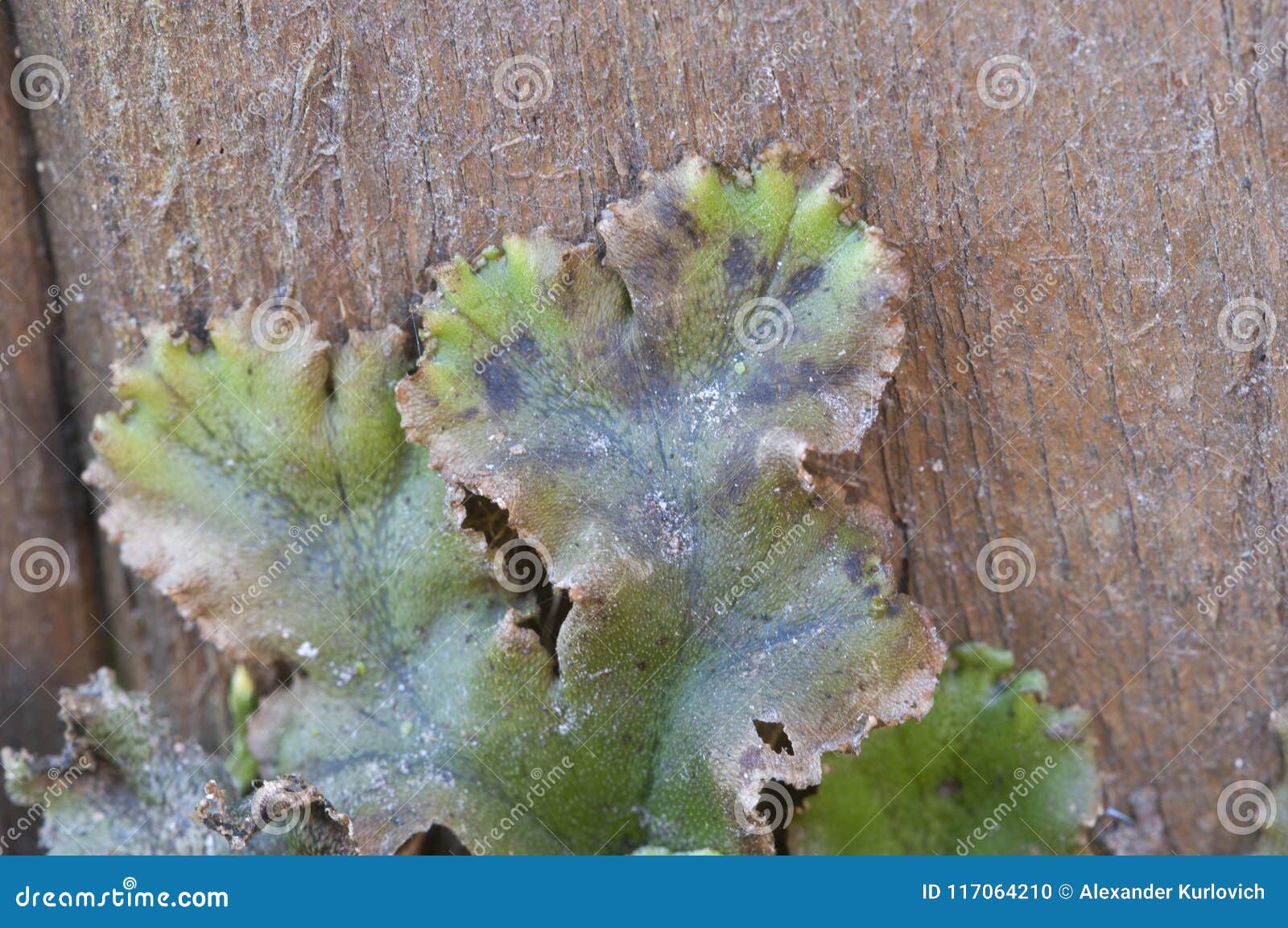 Marchantia polymorpha 库存照片. 图片 包括有 背包徒步旅行者, 光合作用, 泥煤 - 117064210
