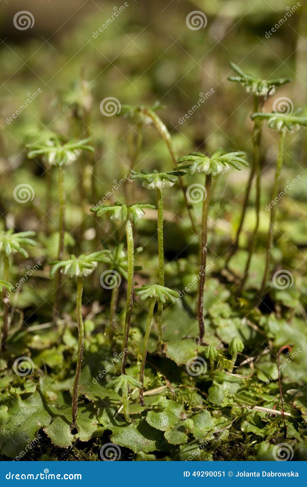Marchantia Polymorpha Liverwort Royalty-Free Stock Photography ...